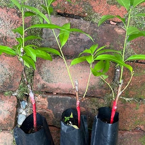 Red Baron Peach Tree 6-12” Tall, Fruit Tree- Flavorful, Juicy Freestone ...