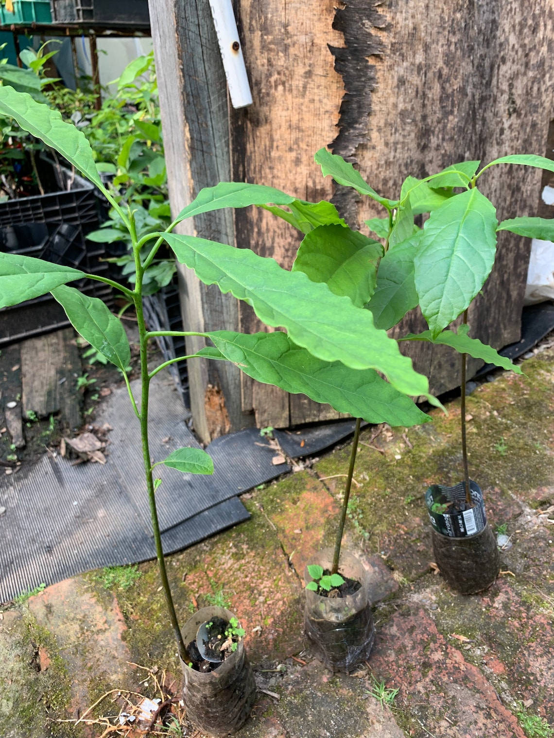 Hass Avocado Seedling 1 Year Old Plant, Shipped in Pot With Soil. - Etsy