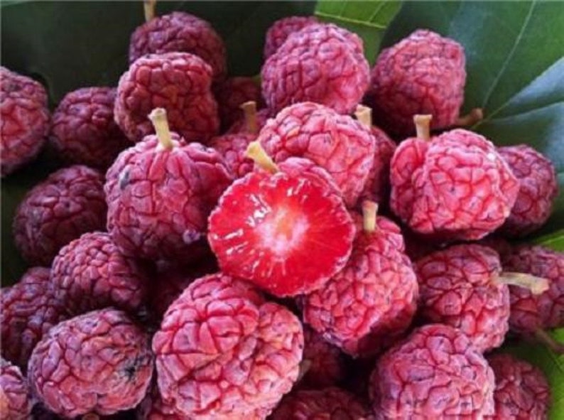 1-2 Ft. Che Seedless Plant Chinese Mulberry 1 Year Old - Etsy