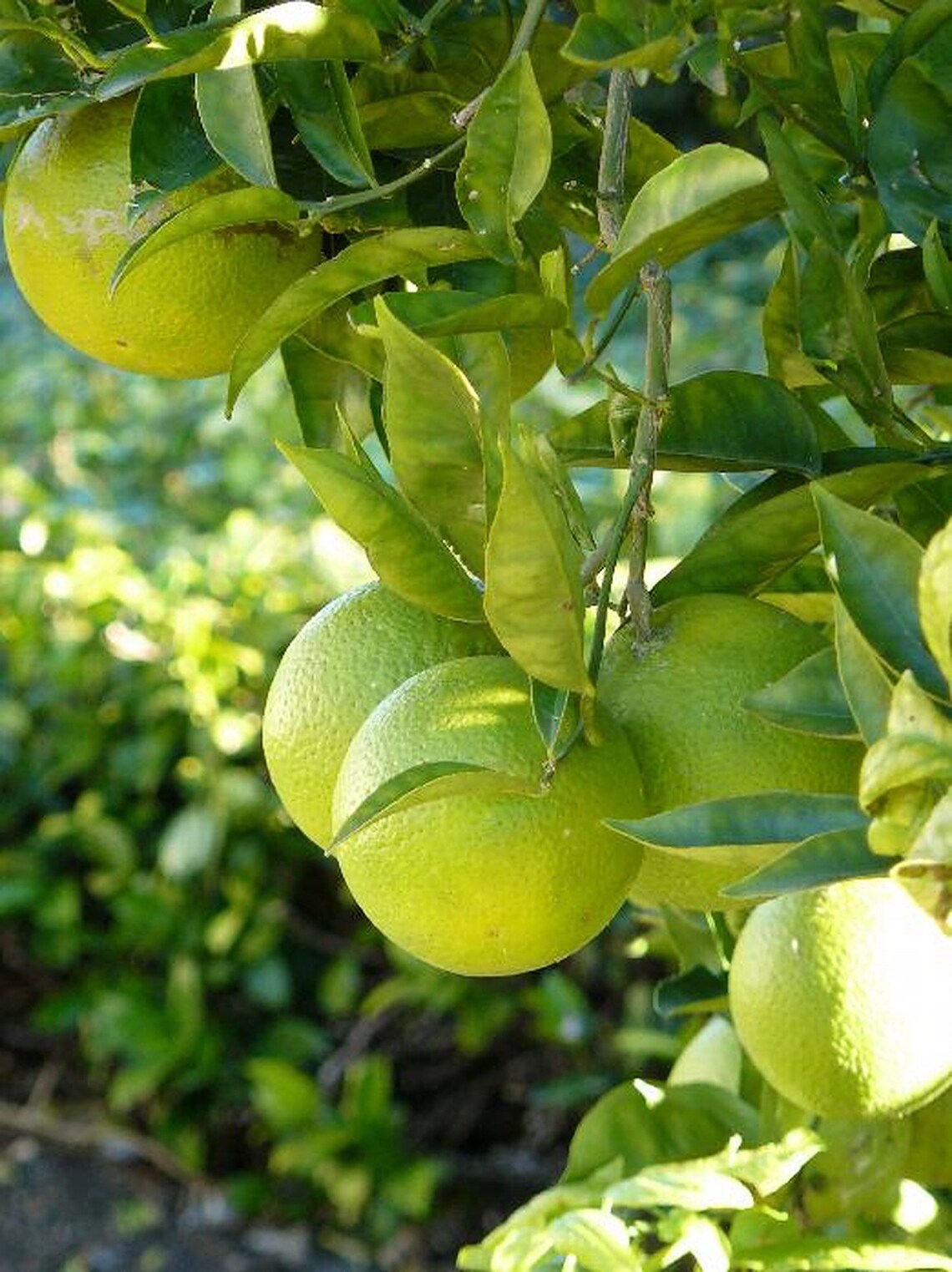 One Thornless Key Lime (1-2 Feet), Grafted, No Ship Az, Ca, Fl, La, Tx ...