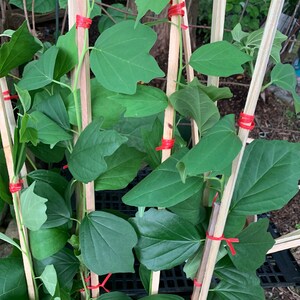 3-4 Ft. Che Seedless Plant, Chinese Mulberry 1-2 Year Old, Grafted ...