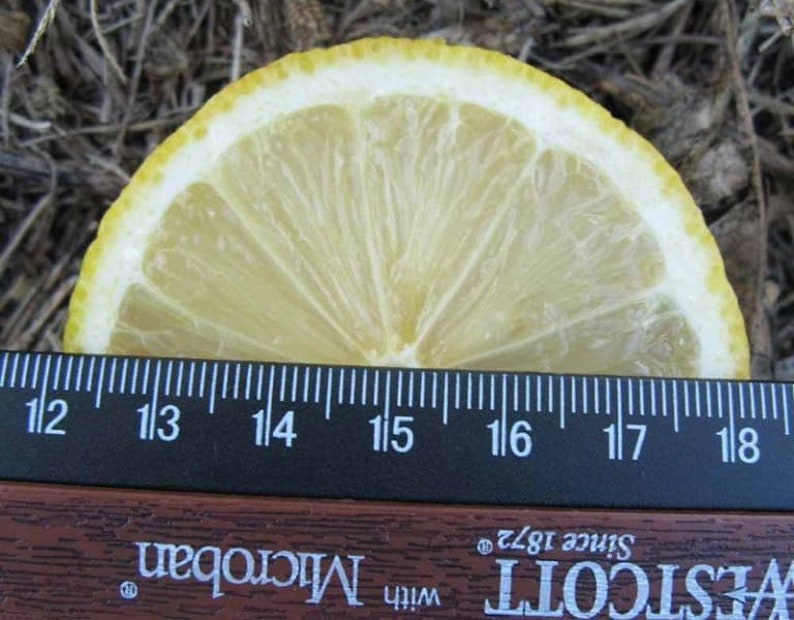 Florida Only! Harvey Lemon 3 Gallon 2-3 Ft (citrus × Pyriformis ...