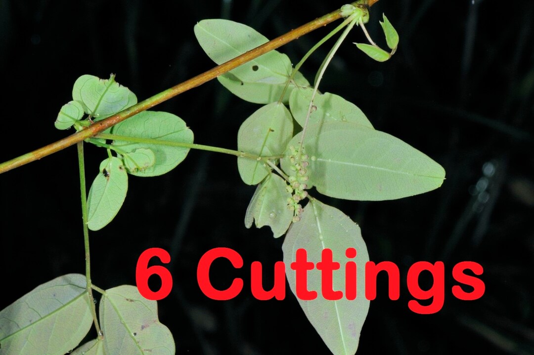 6 Scion Cuttings of Akebia Quinata (aka Chocolate Vine) - Etsy