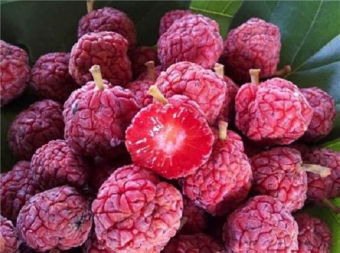 3 Thick Cuttings of Che Seedless Fruit Tree Dormant No - Etsy