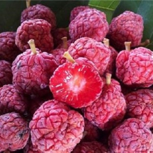 3 Thick Cuttings of Che Seedless Fruit Tree, Dormant, No Roots, No ...