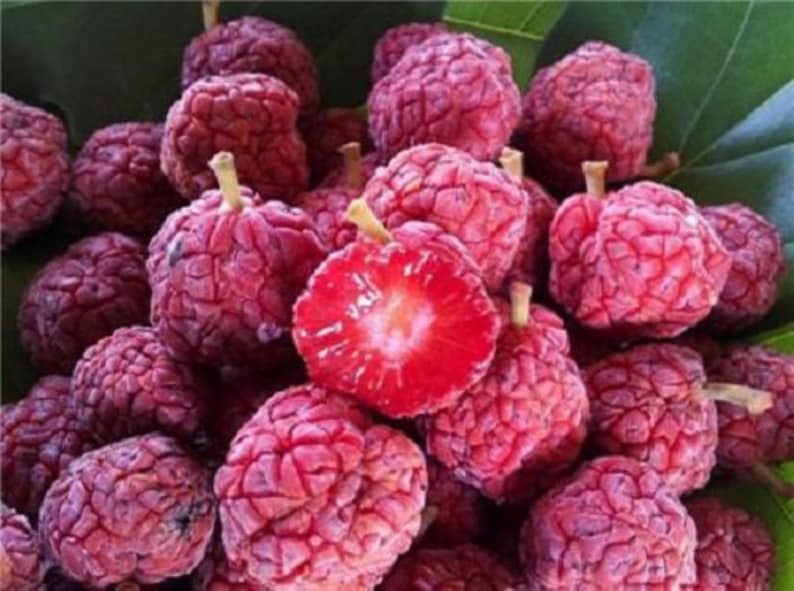 3 Thick Cuttings of Che Seedless Fruit Tree Dormant No - Etsy