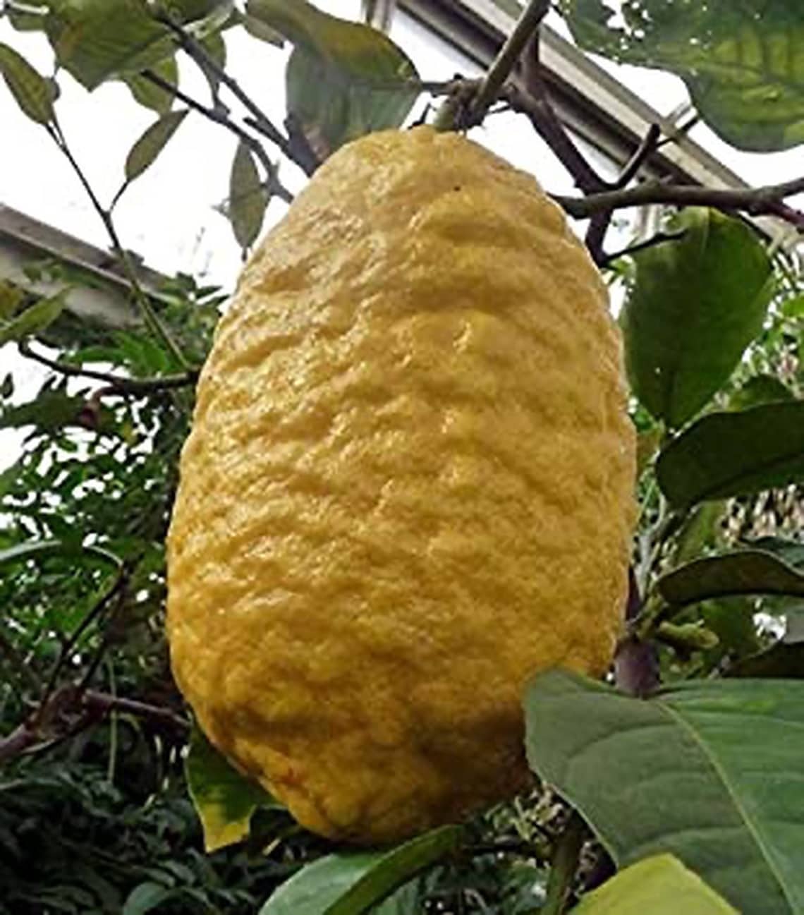 Etrog Citron Tree, 2.5 Inch Pot, No Ship Az, Ca, Fl, La, Tx, Hi, Ak - Etsy
