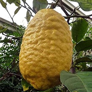Etrog Citron Tree, 2.5 Inch Pot, No Ship Az, Ca, Fl, La, Tx, Hi, Ak - Etsy