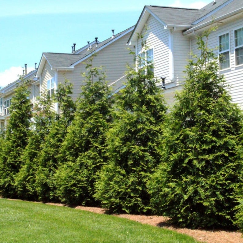 5-6 Ft Tall Potted Thuja Green Giant Tree, Thuja Plicata X Standishii ...