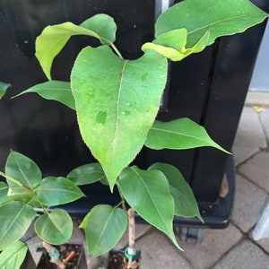 Shin Li Asian Hybrid Pear Tree, Grafted Plant 1 Year Old 6-10 Inches ...