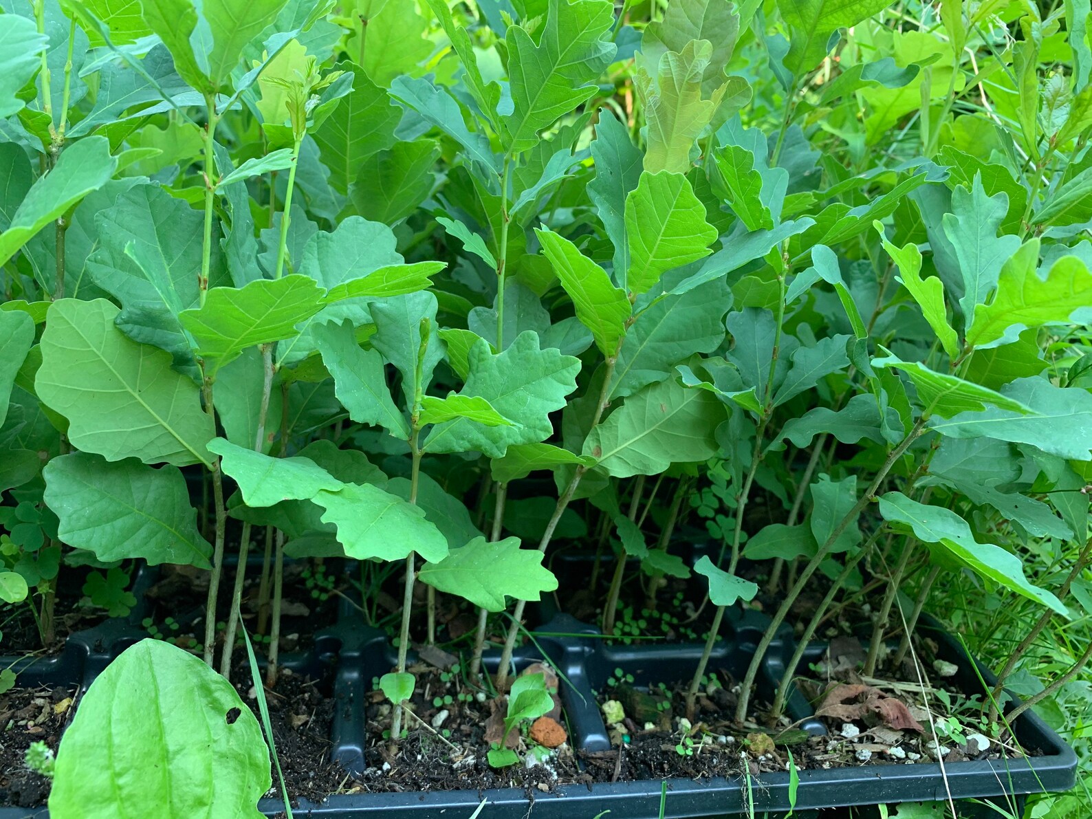 6 Plants Quercus Robur Fastigiata Columnar English Oak 1 - Etsy