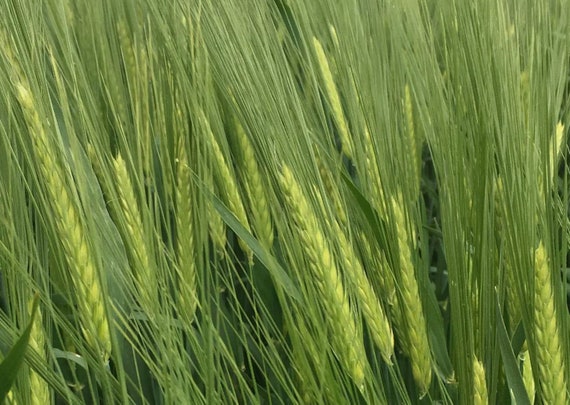 200 Seeds of Barley High Germination Rate Heirloom Non-gmo - Etsy