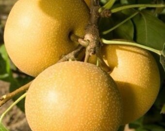 Outdoor Planter for Tree - Etsy