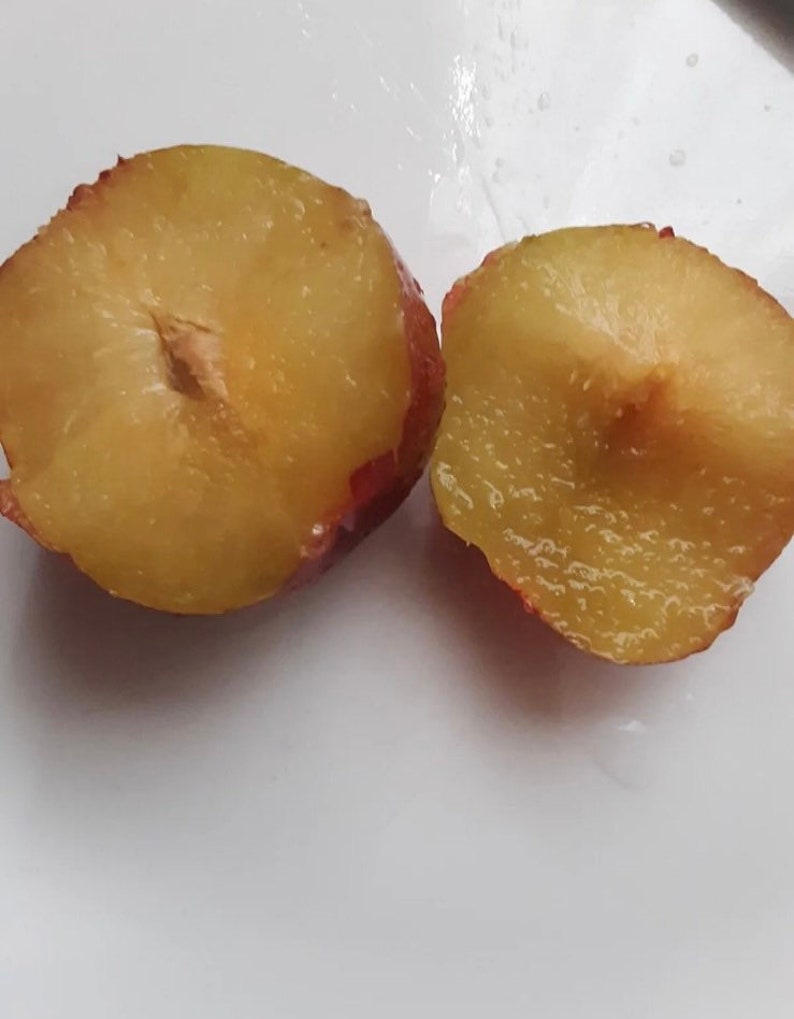 Geopride Plumcot 3 Scion Cuttings for Grafting - Etsy