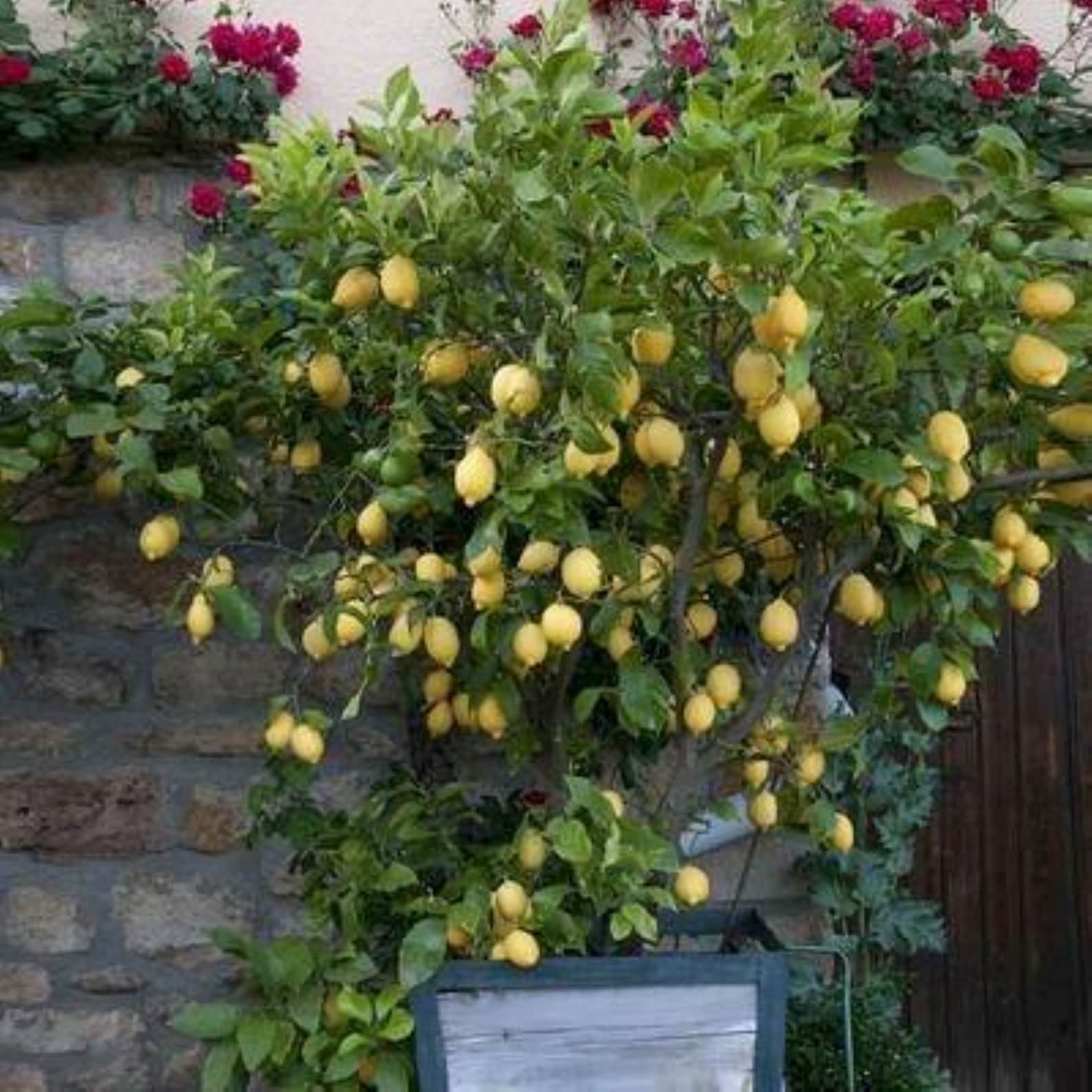 Genoa genova Semi-dwarf Lemon Tree Grafted No Ship Az Fl - Etsy