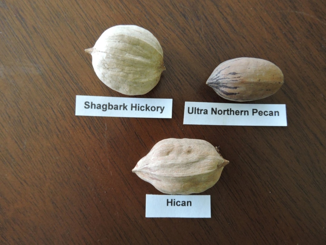 Hican Pecan Tree 4-5 Ft, Grafted, Bare Root, No Ship to CA - Etsy