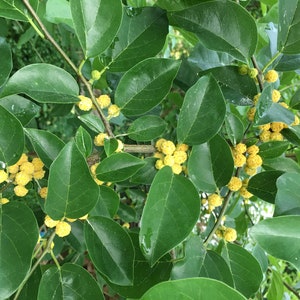 Wild Male Che Tree 1-2 Year Old Plant, Cudrania Tricuspidata - Etsy