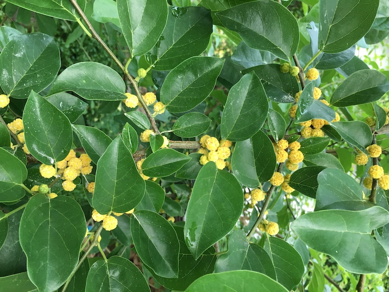 Wild Male Che Tree 1-2 Year Old Plant, Cudrania Tricuspidata - Etsy