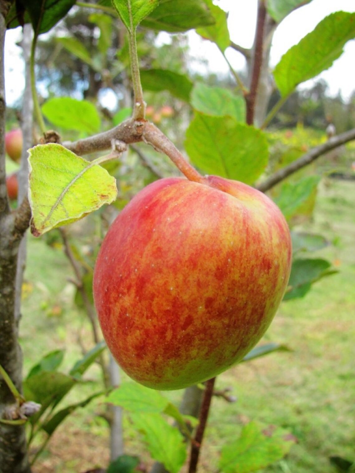 Anna Apple Tree 1 Year Old, Grafted, #1 Pot 1-2 Ft Tall Low Chill - Etsy