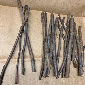 Geopride Plumcot, 3 Scion Cuttings for Grafting - Etsy