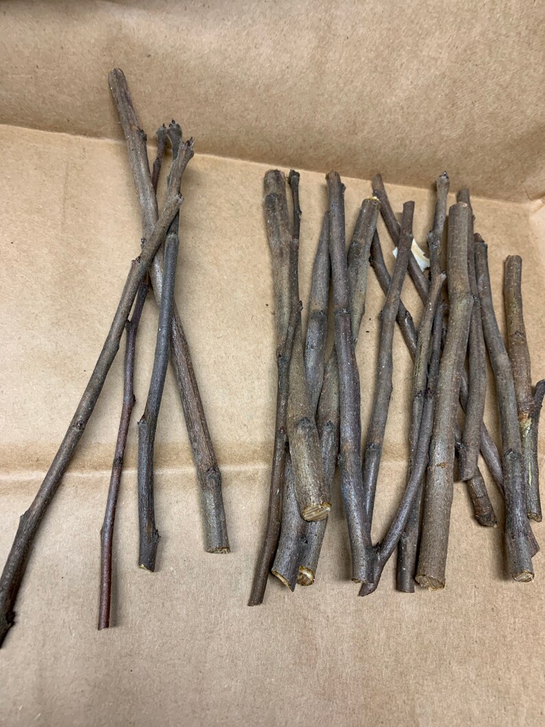 Geopride Plumcot 3 Scion Cuttings for Grafting - Etsy