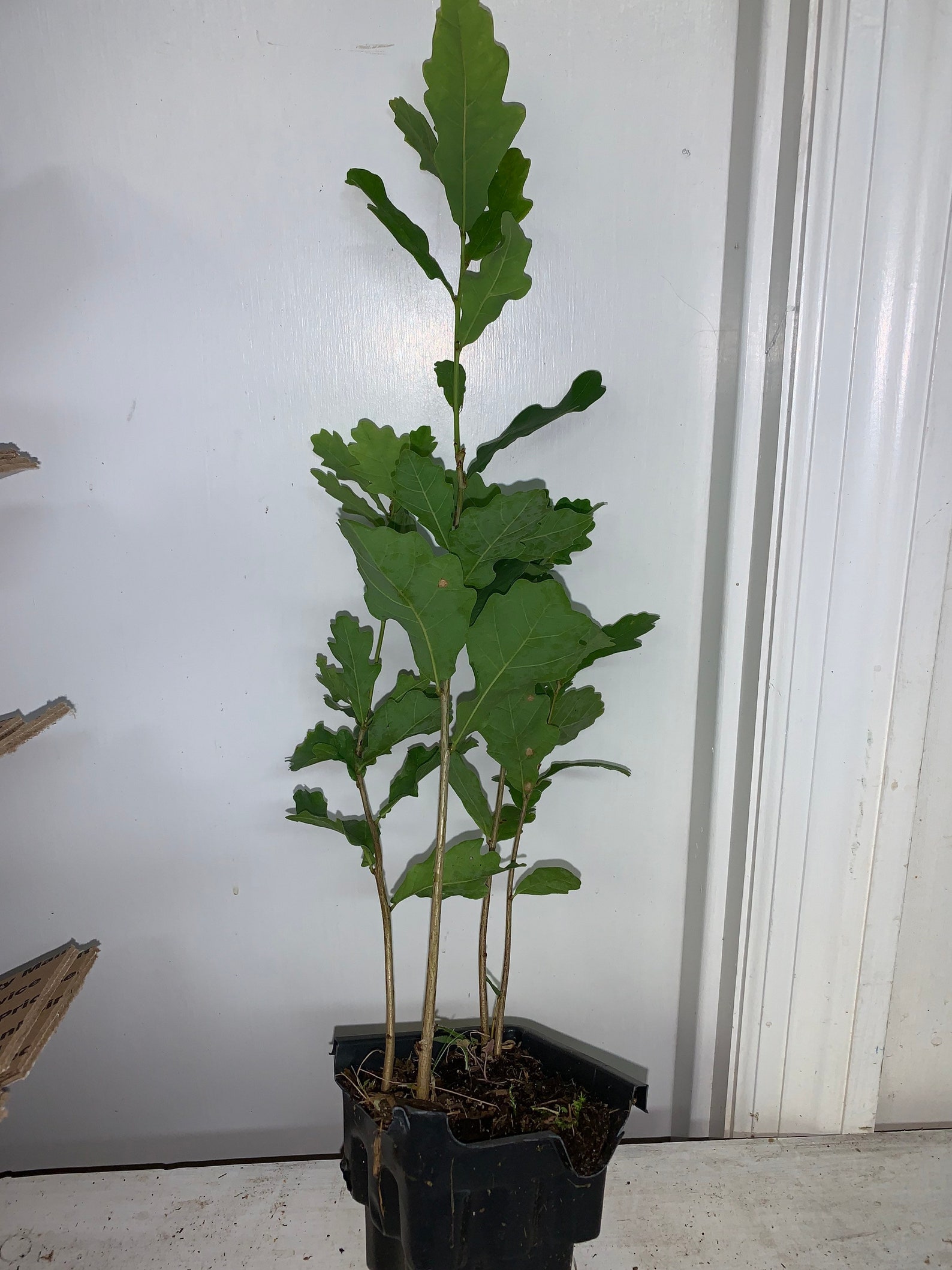 6 Plants Quercus Robur Fastigiata Columnar English Oak 1 - Etsy