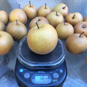 4-5 Ft Tall Korean Giant Asian Pear Tree, Grafted Plant, Bare Root, No ...