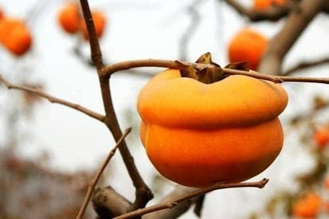 Tamopan Persimmon Chinese Persimmon Tree 4-5 Ft Grafted 2 Year Plant - Etsy