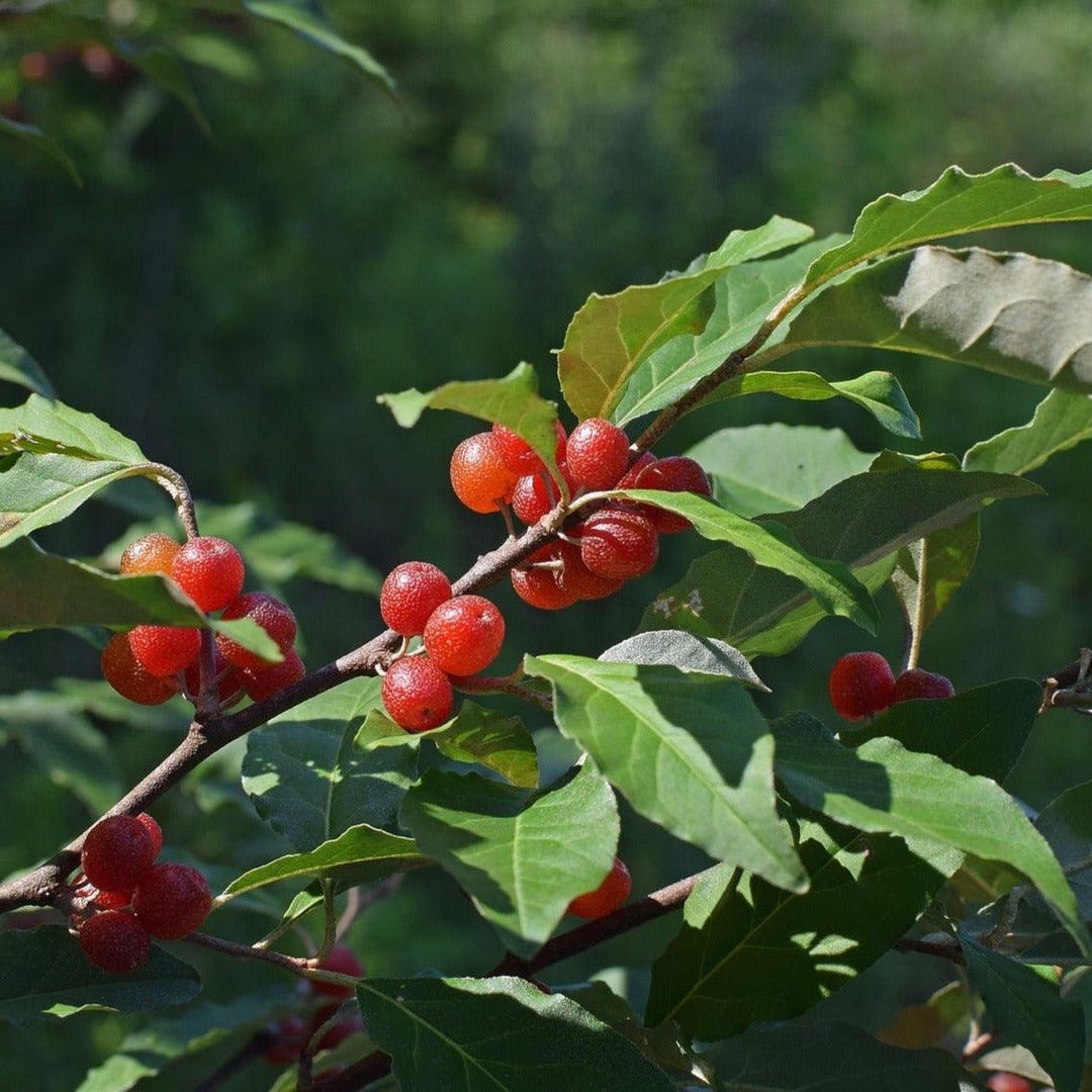18-24” Tall Ruby Autumn Olive Rooted Plant 1 Year Old - Etsy