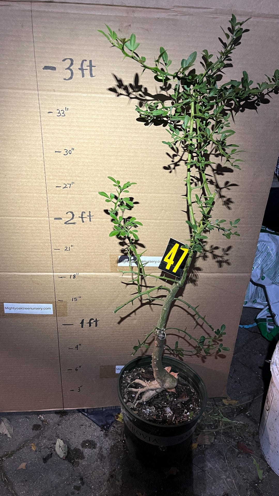 Exact Plant #47 Trifoliate Orange (poncirus Trifoliata) 4-5 Year Old ...