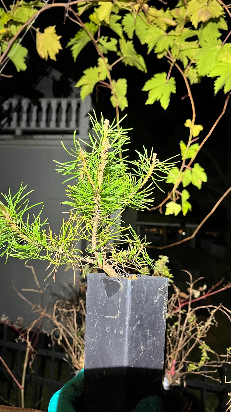 Pinus Mugo 'pumilo', Dwarf Mugo Pine 2-3 Year Old - Etsy