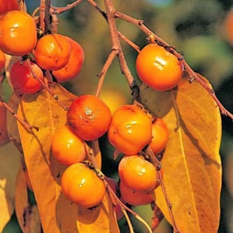 Persimmon ‘meader’ (diospyros Virginiana) 1 Year Old Grafted Plant - Etsy