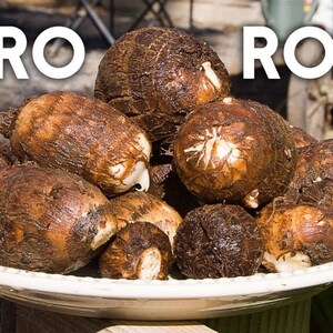 Two(2) Taro Elephant Ear Tubers (coco Yam Colocasia Esculenta Edible ...