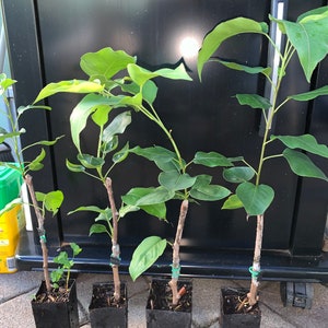 Shin Li Asian Hybrid Pear Tree, Grafted Plant 1 Year Old 6-10 Inches ...