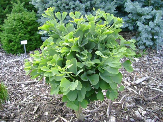 Ginkgo Biloba ‘troll’ Dwarf Ginkgo Grafted Tree, 3-5” Tall - Etsy