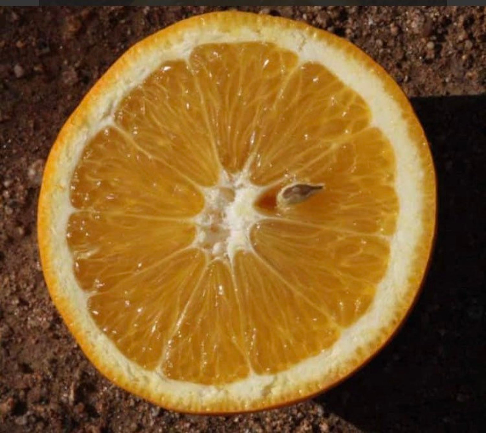 For Florida Only!! 18-26" Tall Hamlin (louisiana) Sweet Orange Tree ...