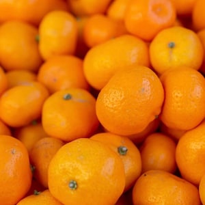 Kishu Mandarin Tree, 1-2 Feet Tall, Grafted, No Ship Az, Ca, Fl, La, Tx ...
