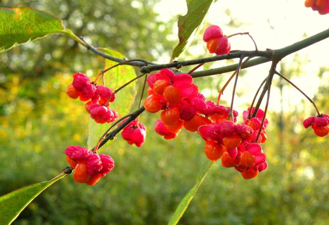 European Spindle Tree Euonymus Europaeus 10 Seeds - Etsy