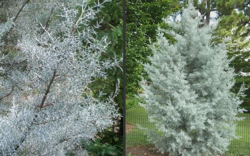 Silver Smoke Arizona Cypress - 1 Gallon Pot Size 16-22 Inches Tall - Etsy