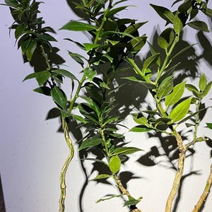 California Only! Myrtle Leaf Orange 14-20” Tall (citrus Myrtifolia ...