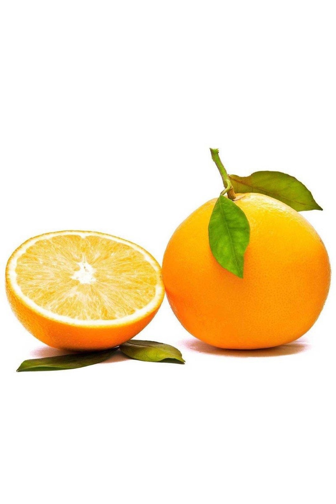 Florida Only!! Seedless Pineapple Orange Tree, 26-30” Tall, Grafted ...