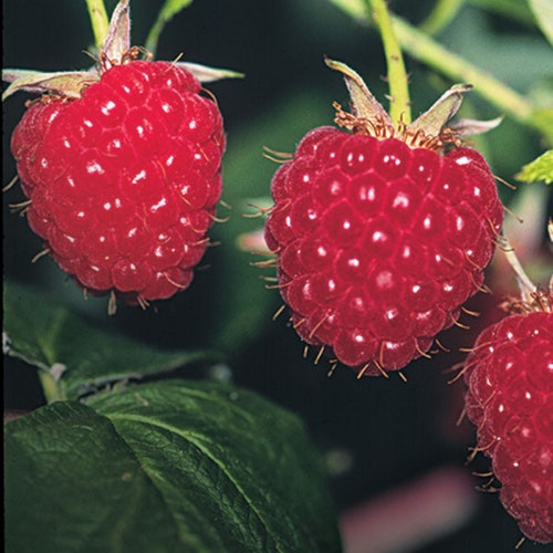 Red Raspberry Plant Roots Wrapped in Moist Media - Etsy
