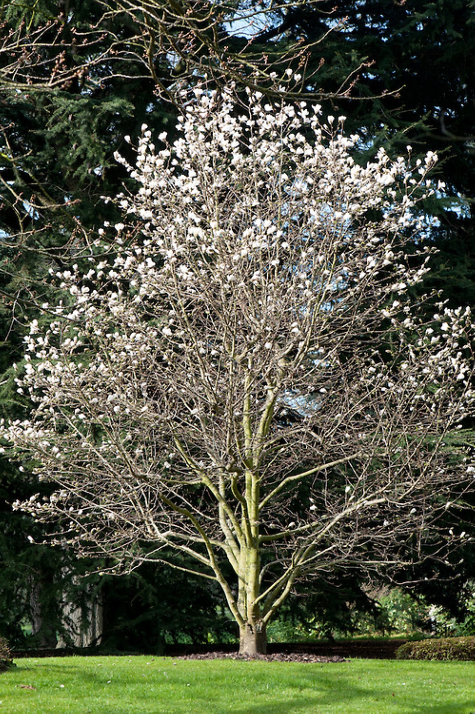 Magnolia Kobus Tree Japanese Kobushi 12-20 High Live Plạnt 2 - Etsy