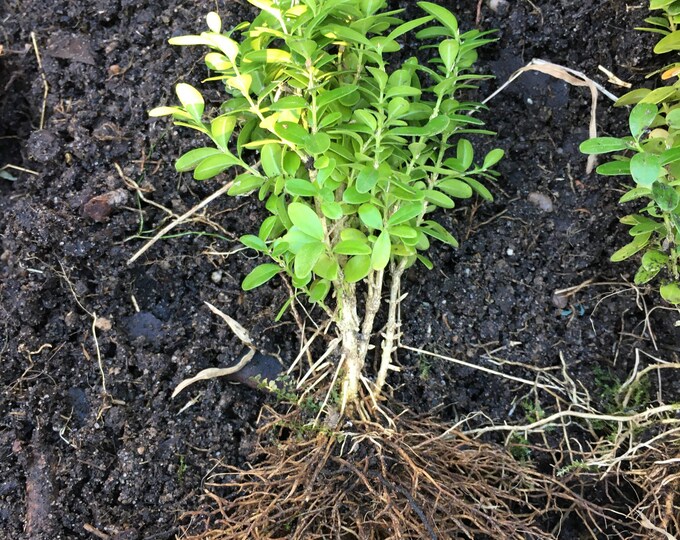 Buxus Microphylla 'little Missy' Dwarf Boxwood 4 - Etsy