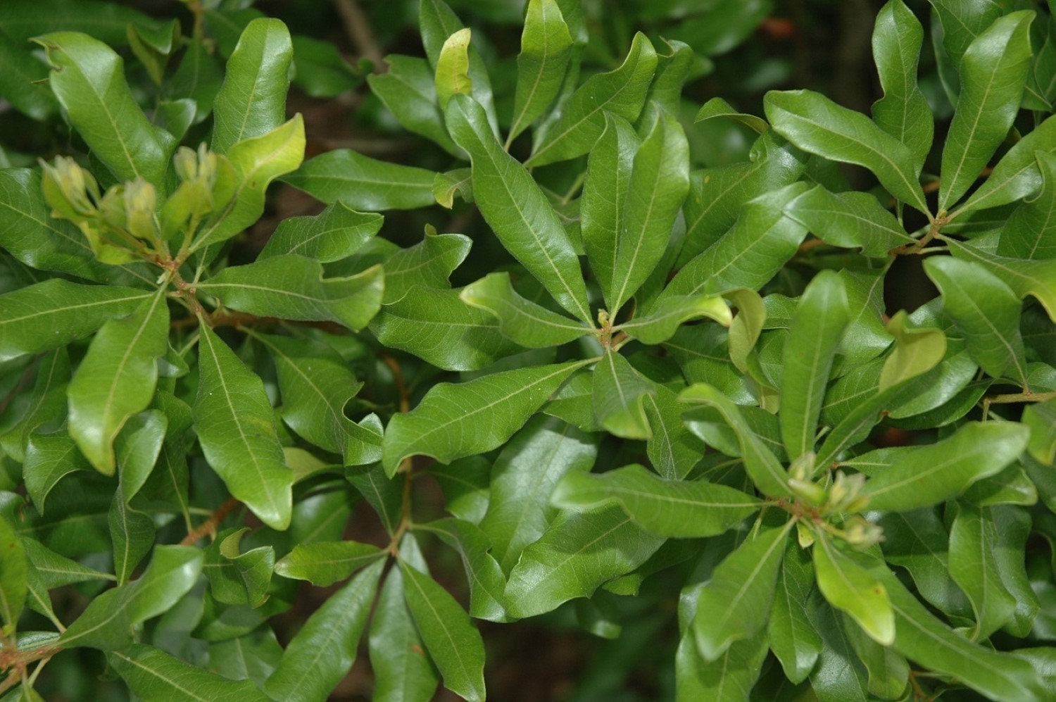 Northern Bayberry Plant Myrica Pensylvanica 2-3 Years Old - Etsy