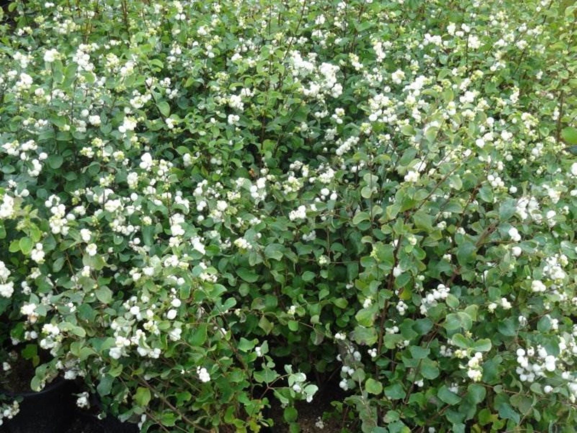 Snowberry (symphoricarpos Albus) Plant, 1-2 Year Old Bare Root - Etsy
