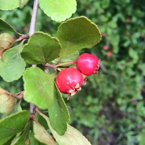 Georgia Red Mayhaw Tree 2-3 Ft Tall Tree Can Not Ship to Ca, Hi, Ak, PR ...