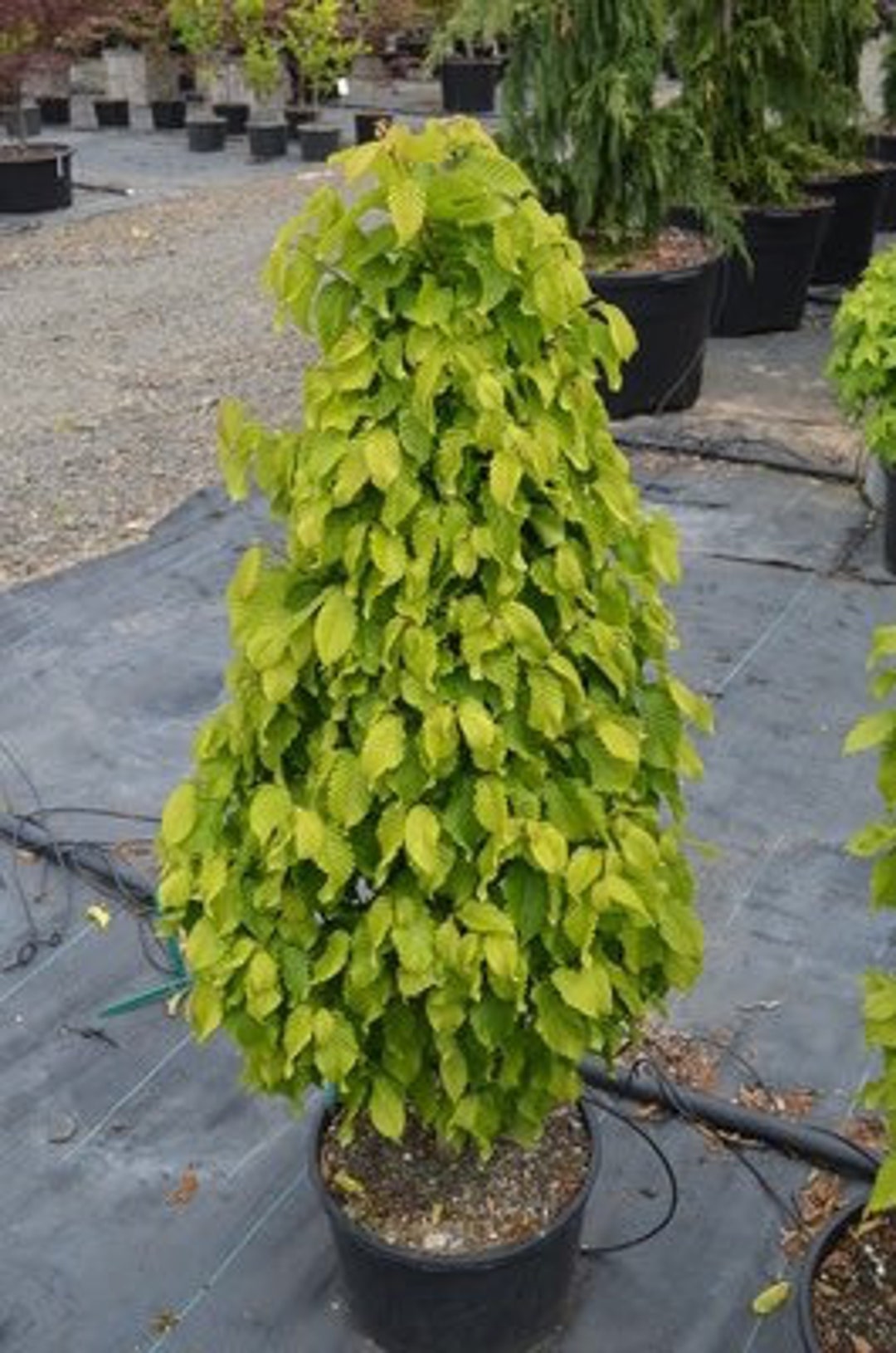 Carpinus Betulus ‘columnaris Nana’ Grafted 1 Year Old Plant Bare Root ...