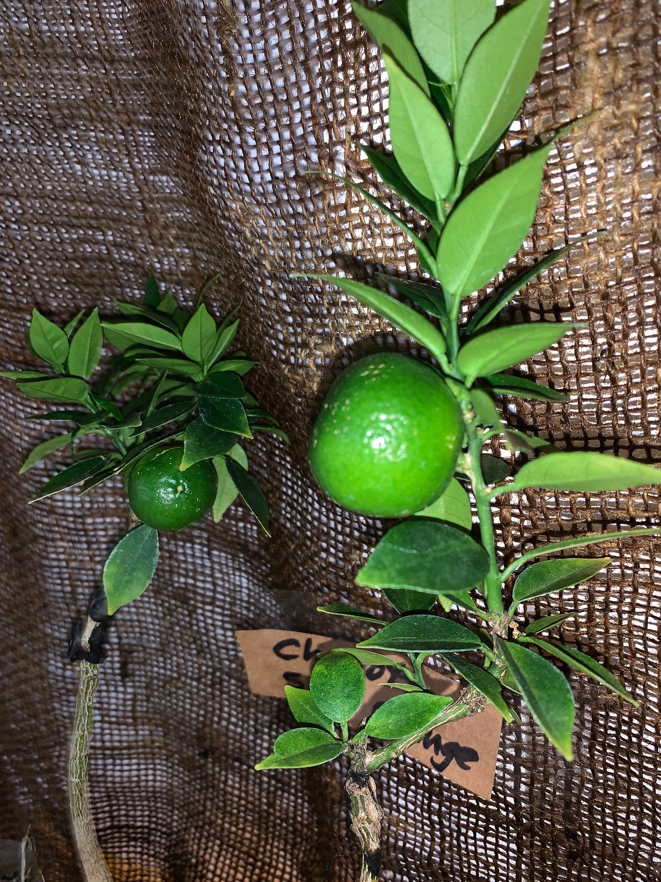 California Only! Myrtle Leaf Orange 14-20” Tall (citrus Myrtifolia ...