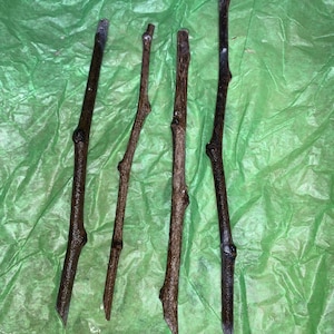 4 Cuttings of Che Seedless Fruit Tree, Dormant, No Roots, No Leaves - Etsy